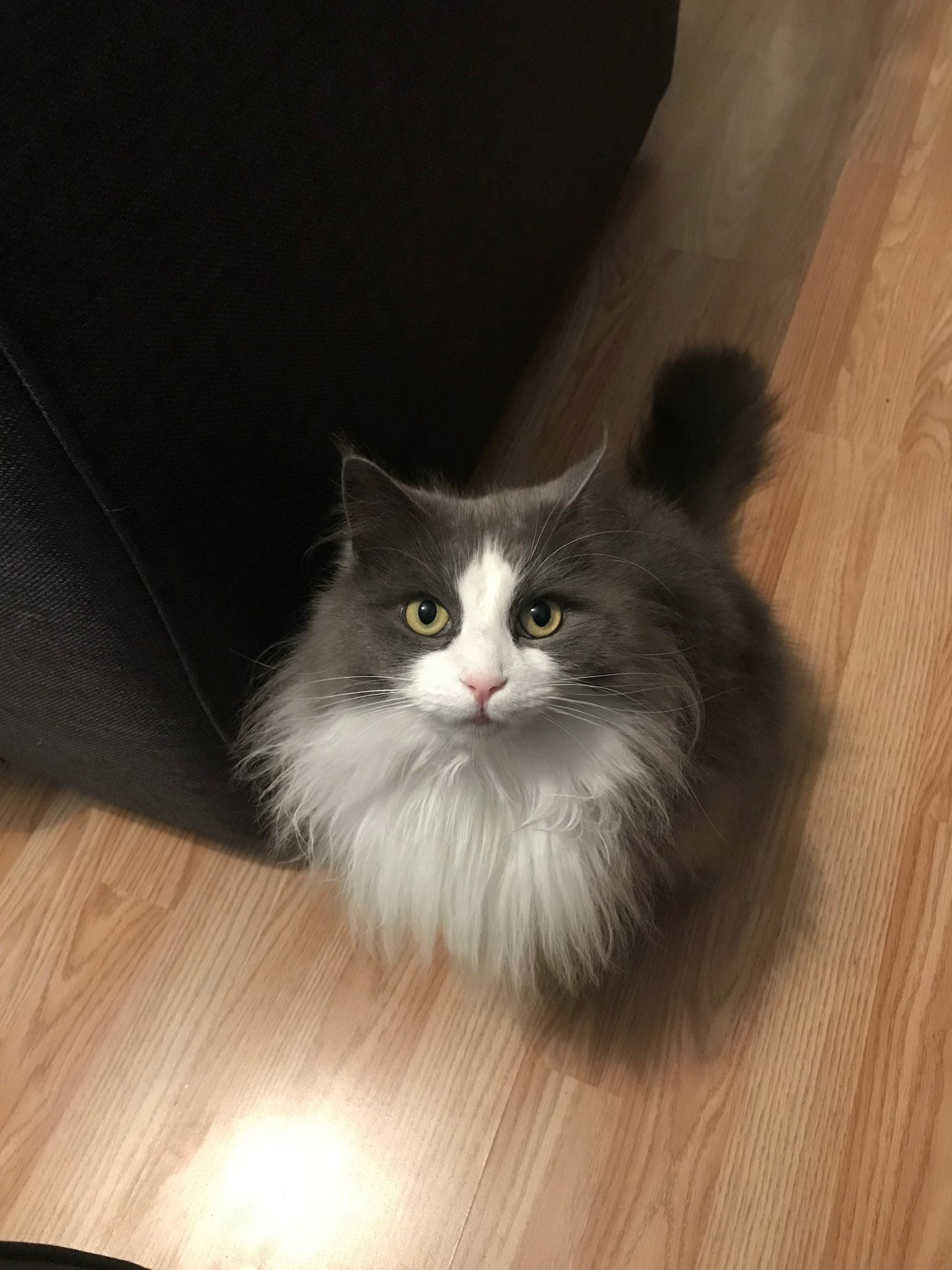 Our Friends Emily & Bow | Blog | Little BigPaw