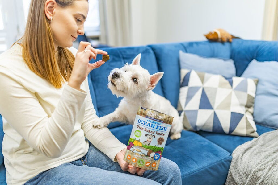 Little BigPaw | British Made, All-Natural Pet Food